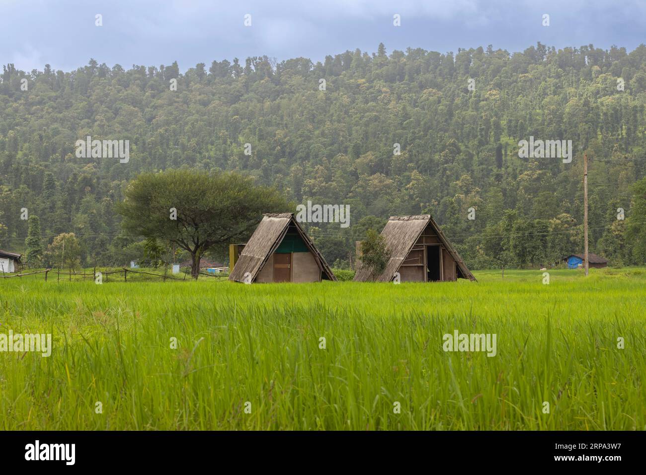 Beautiful view of two huts in rise farm field. Beautiful Green ...