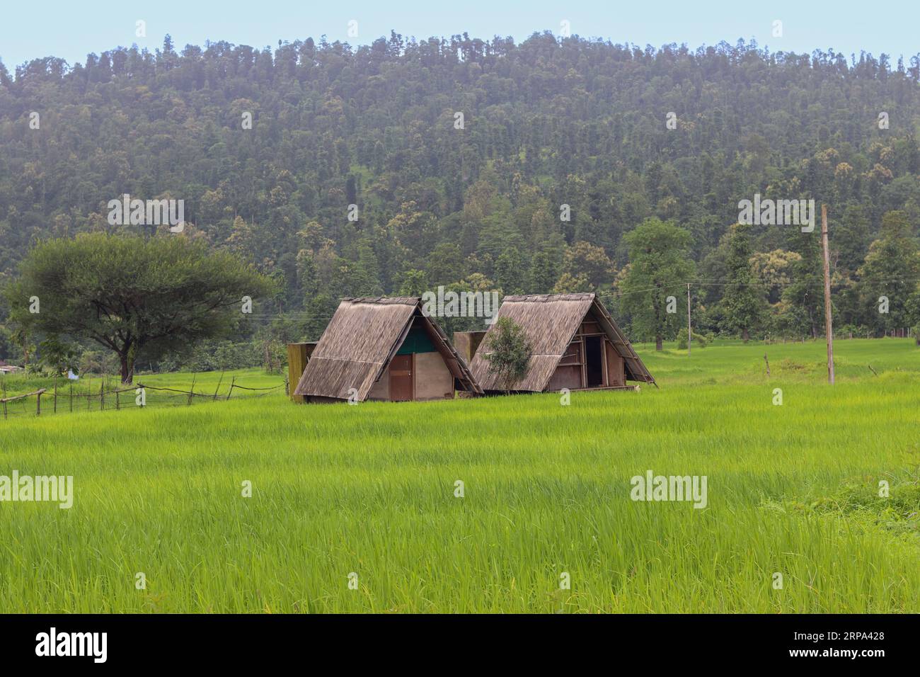Beautiful view of two huts in rise farm field. Beautiful Green ...