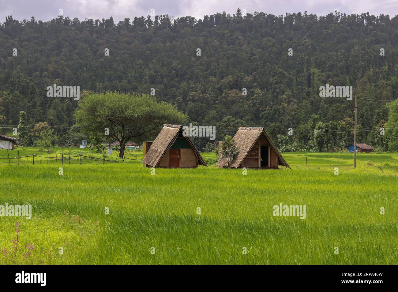 Beautiful view of two huts in rise farm field. Beautiful Green ...
