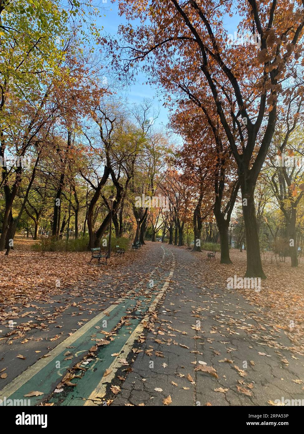 A scenic empty road in the fall surrounded by trees with yellow leaves ...