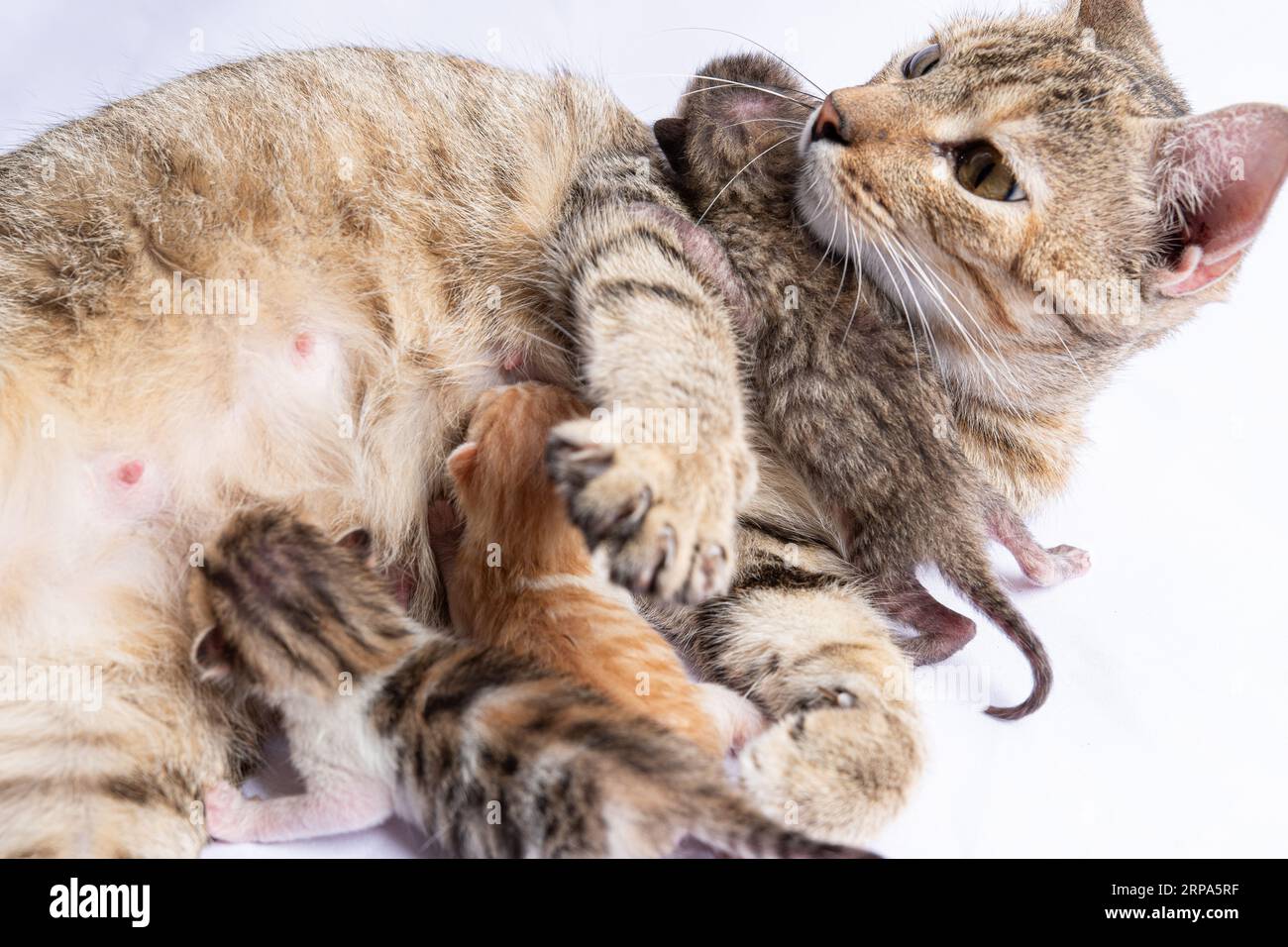 Adorable nuzzle hi-res stock photography and images - Alamy