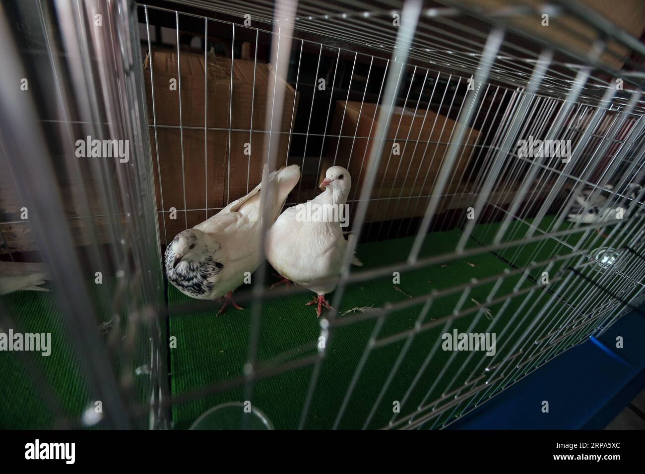 (190426) -- GAZA, April 26, 2019 -- Pigeons are seen at a pigeon ...