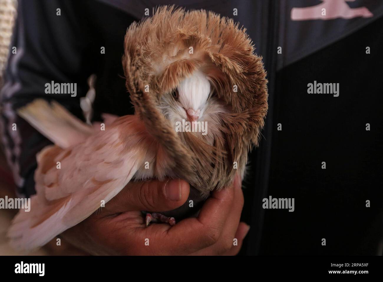 (190426) -- GAZA, April 26, 2019 -- A man holds a pigeon at a pigeon ...