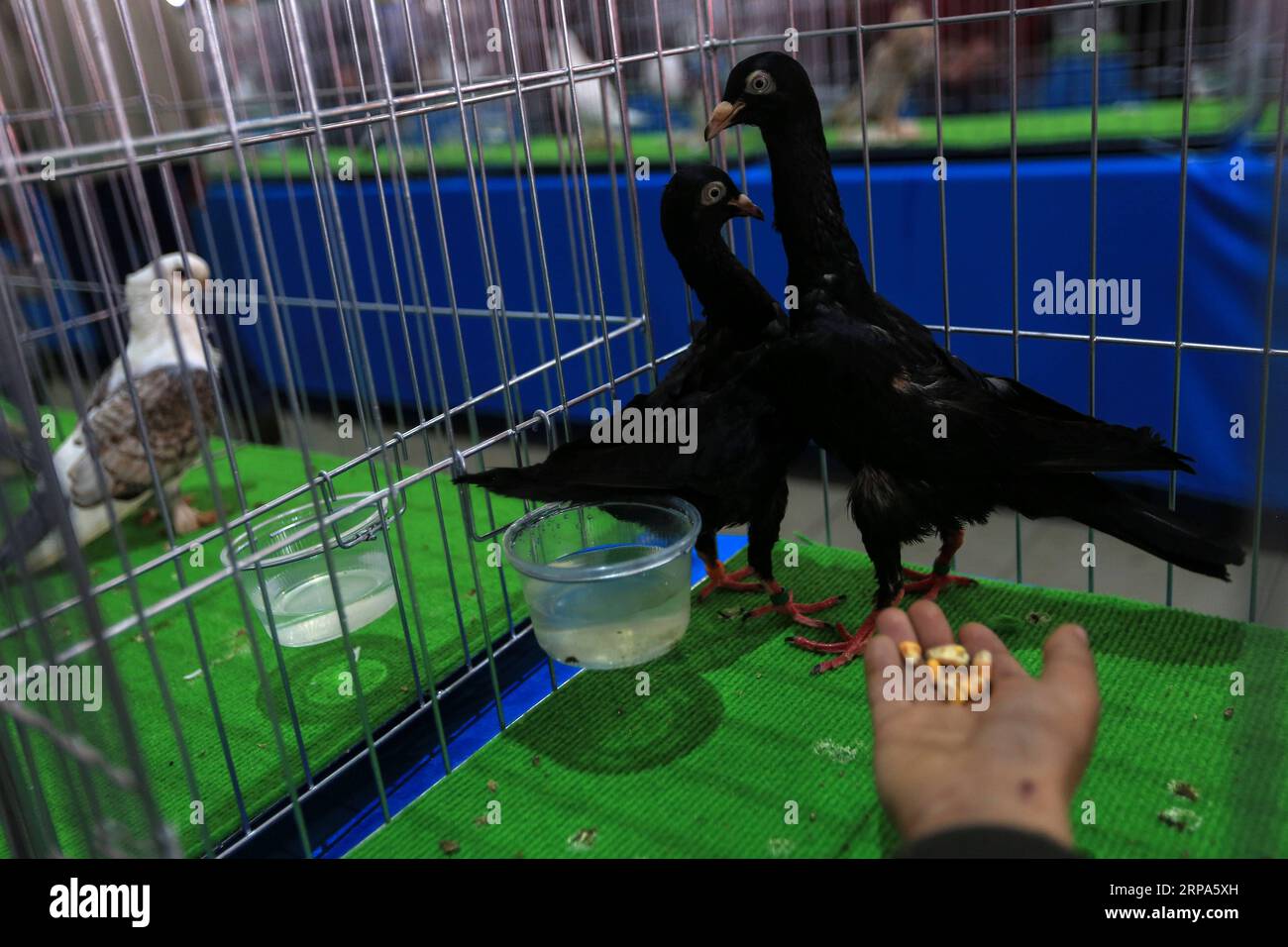 Mideast gaza pigeon exhibition hi-res stock photography and images - Alamy