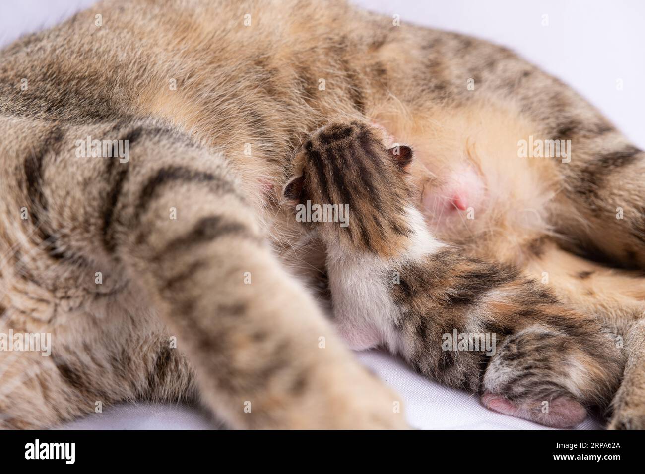 Cat paw raised hi-res stock photography and images - Alamy