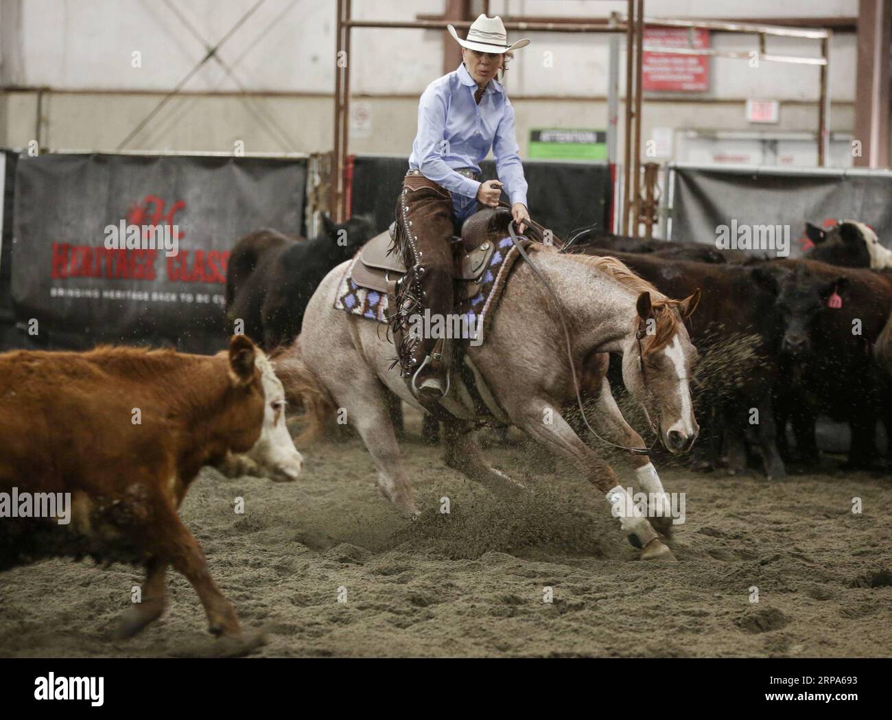 Horsecompetition hi-res stock photography and images - Alamy
