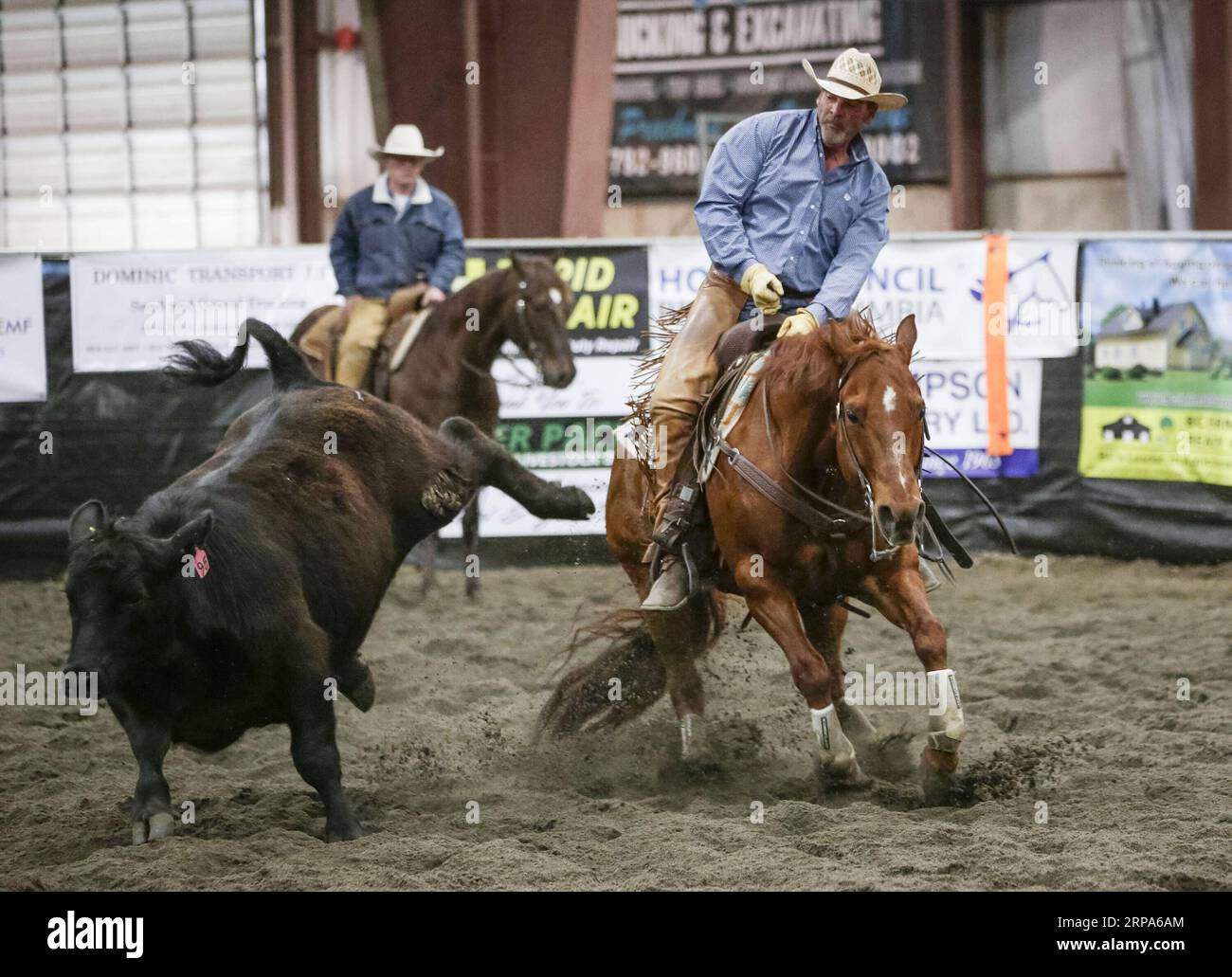 Cutting horse hi-res stock photography and images - Alamy