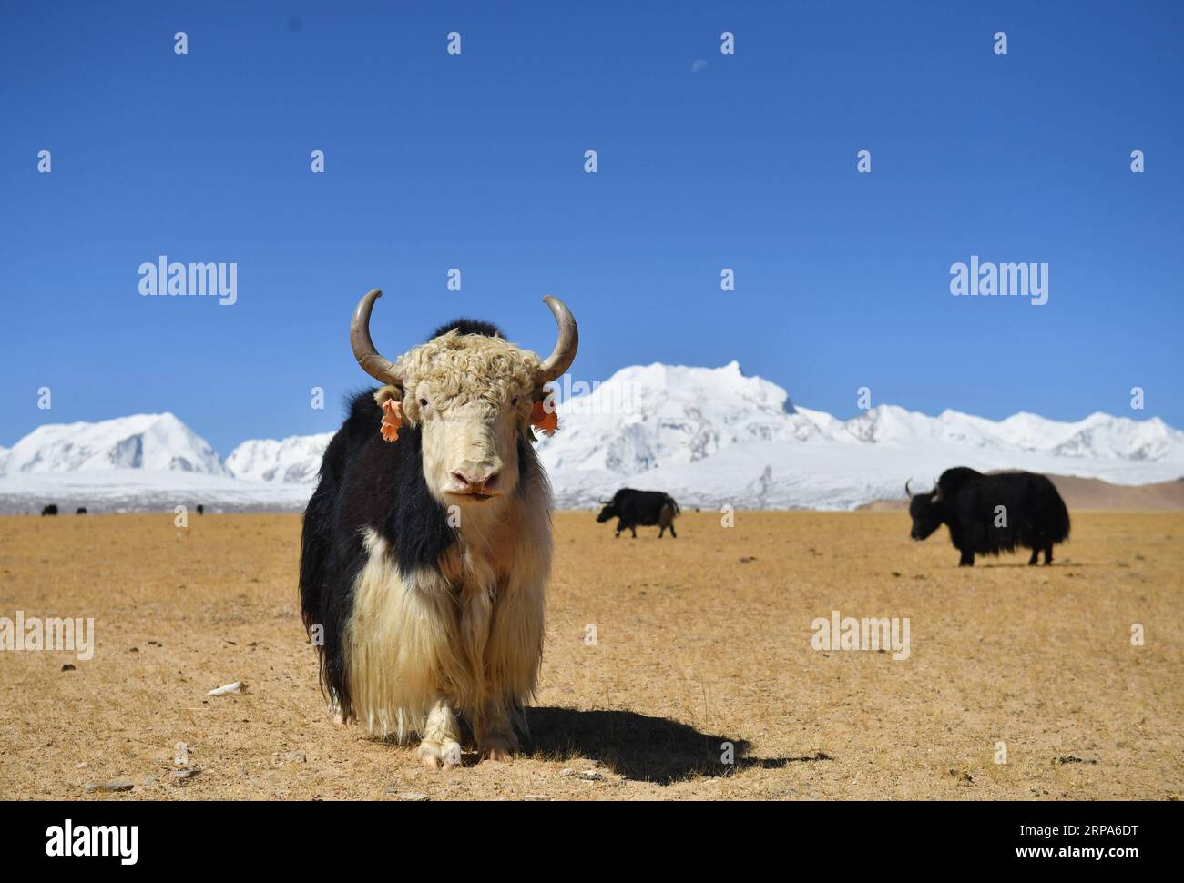 (190427) -- BEIJING, April 27, 2019 -- Photo taken on April 26, 2019 ...