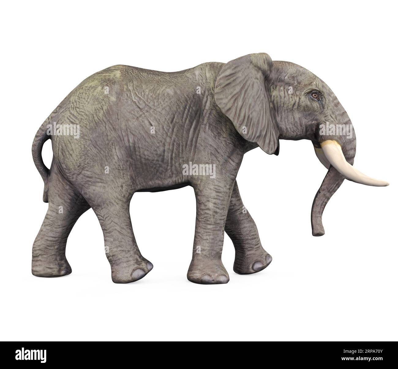 Mammal elephant hi-res stock photography and images - Alamy