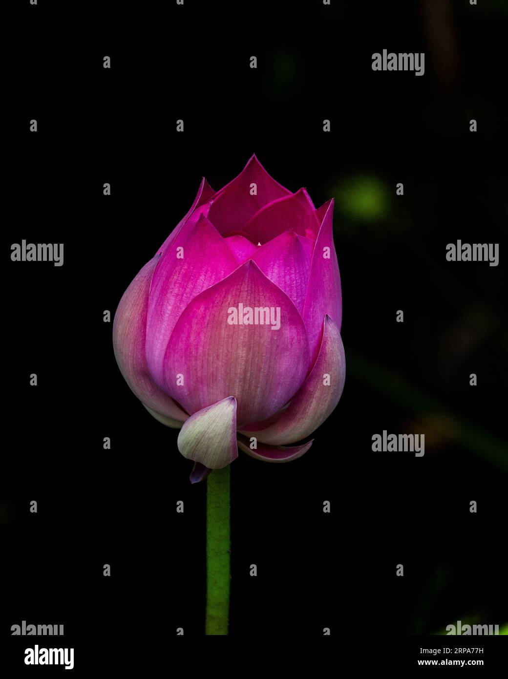 Selectively focused blooming pink lotus flower bud in a dark background ...
