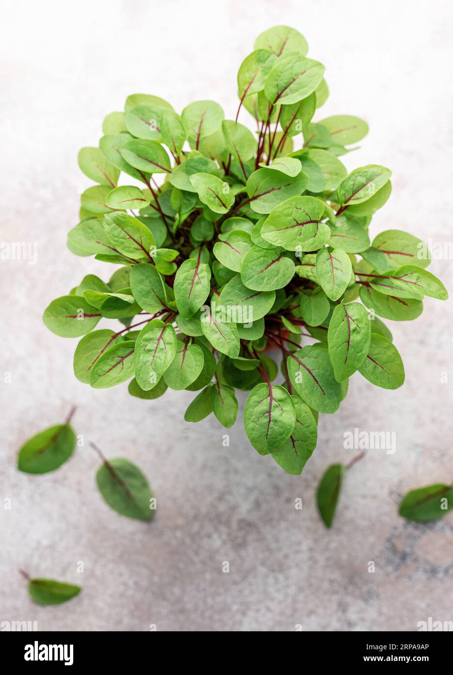 A pot with fresh sorrel microgreens on a gray concrete background ...