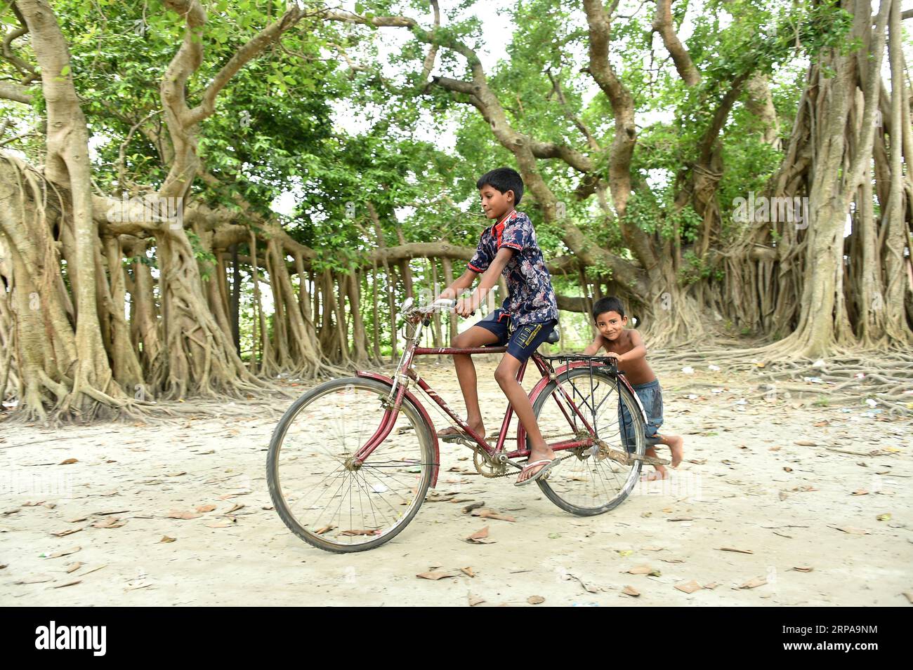 Two banyan trees hi-res stock photography and images - Alamy