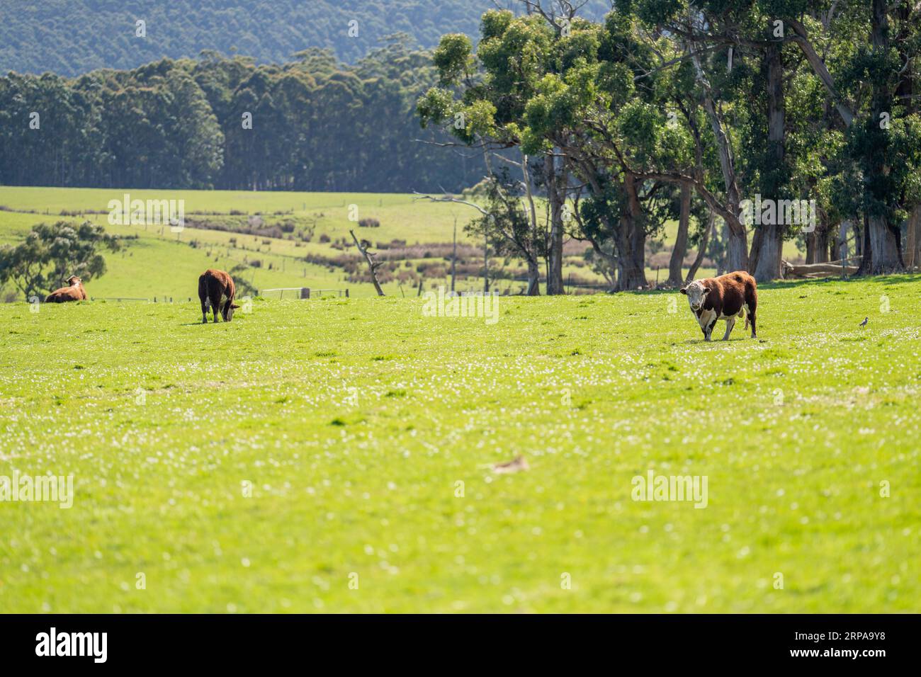 organic, regenerative, sustainable agriculture farm producing stud ...