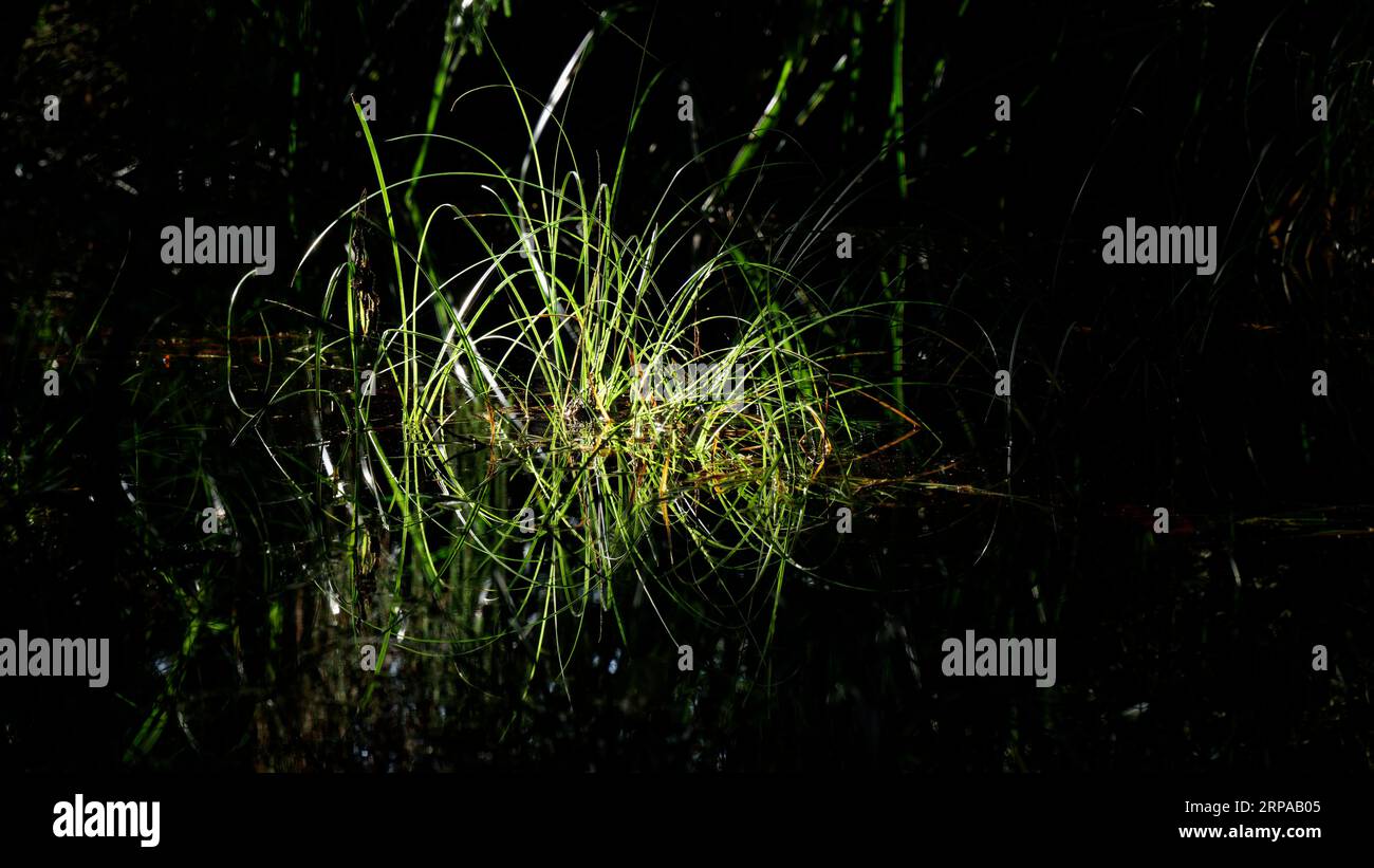 Swamp patterns hi-res stock photography and images - Alamy