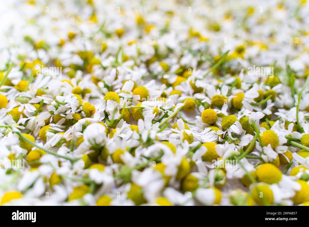 Pharmaceutical camomile being dried, close-up. Universal common remedy ...
