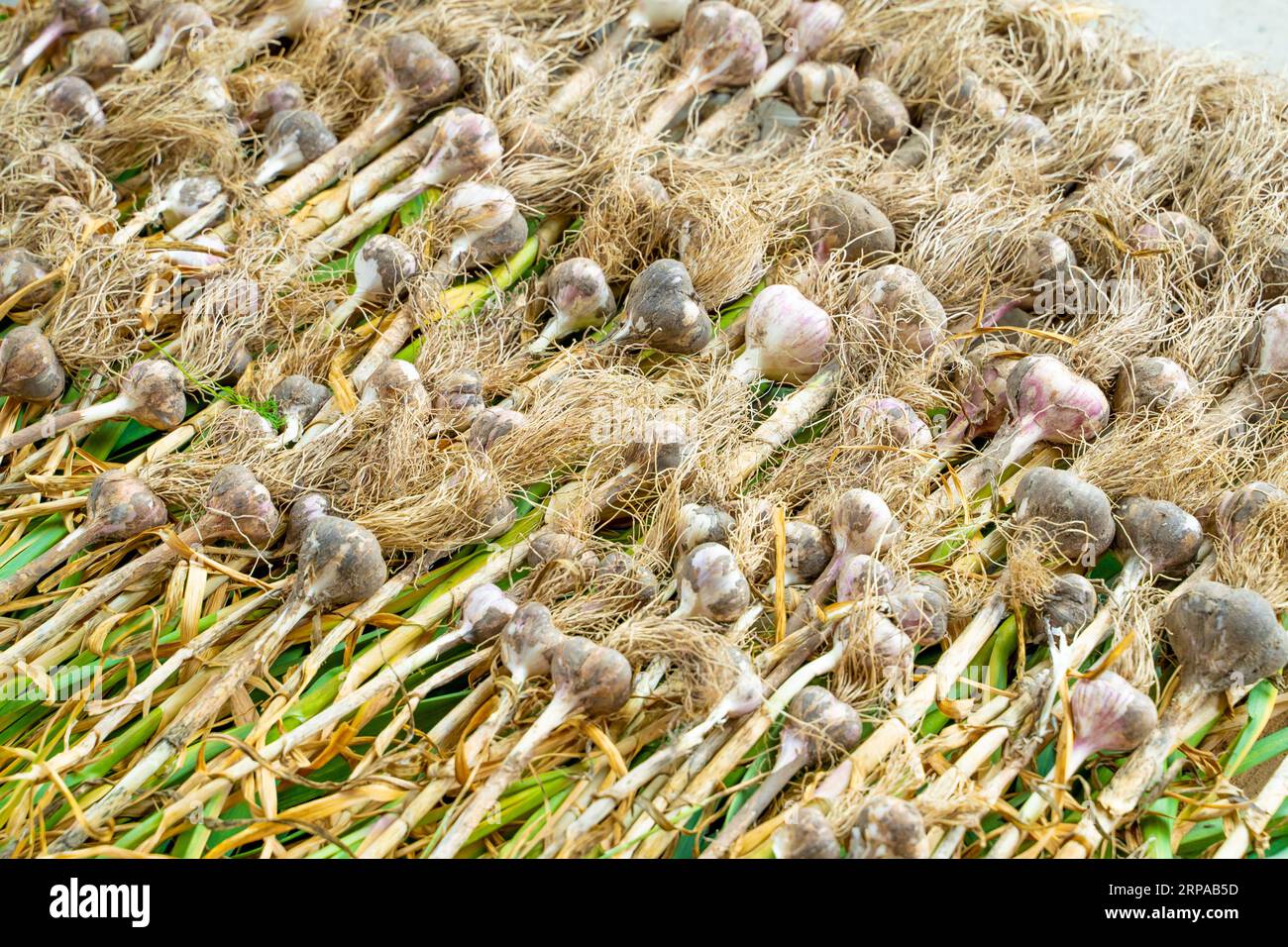 Whole plants of ripe garlic with roots and leaves are dried after ...