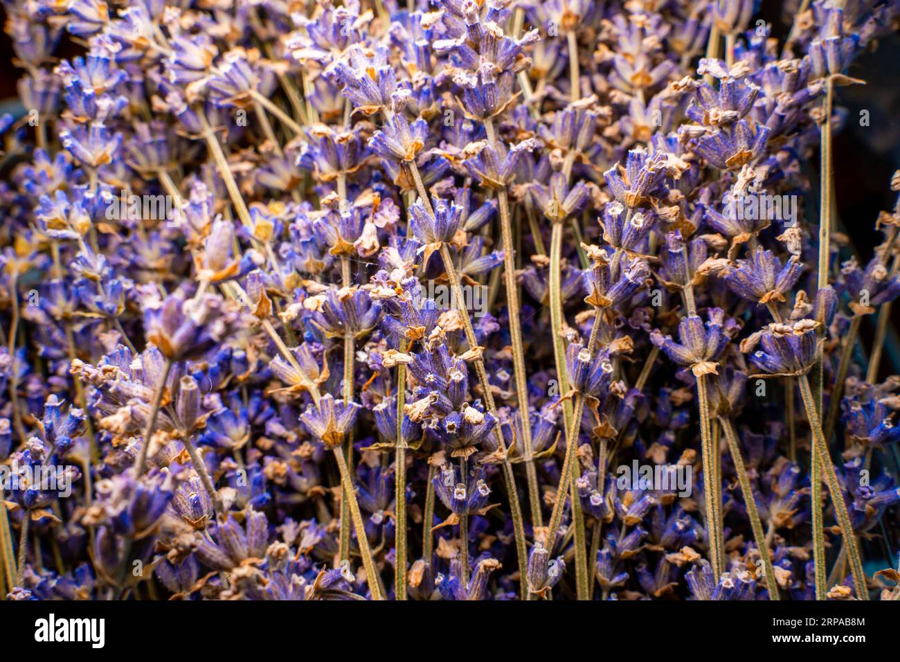 Dried lavender close up. Blue flowers of fragrant soothing lavender ...