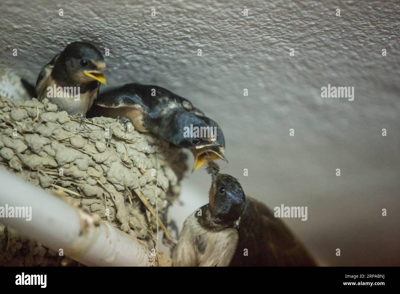 Nepal house martin hi-res stock photography and images - Alamy