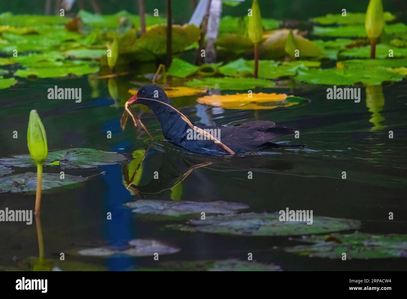 The Eurasian coot, Fulica atra, also known as the common coot, swims on ...