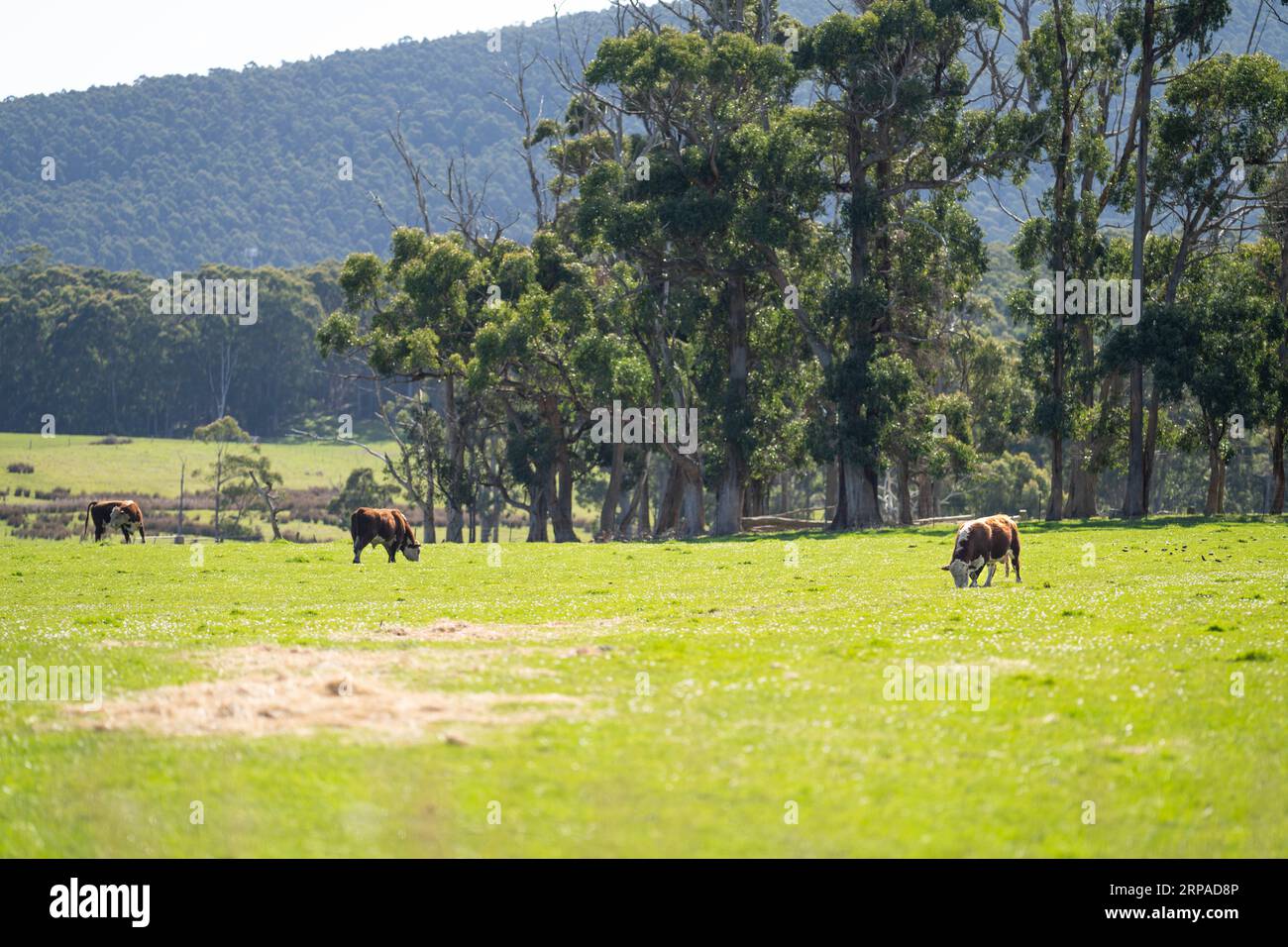 organic, regenerative, sustainable agriculture farm producing stud ...