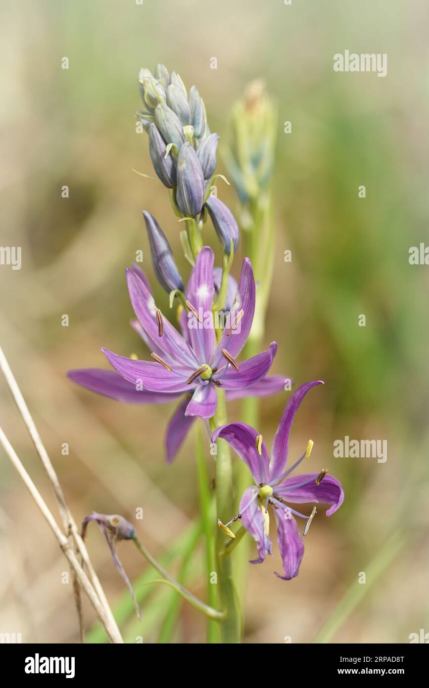 Natural vertical closeup on the purple flowering great or large camas ...