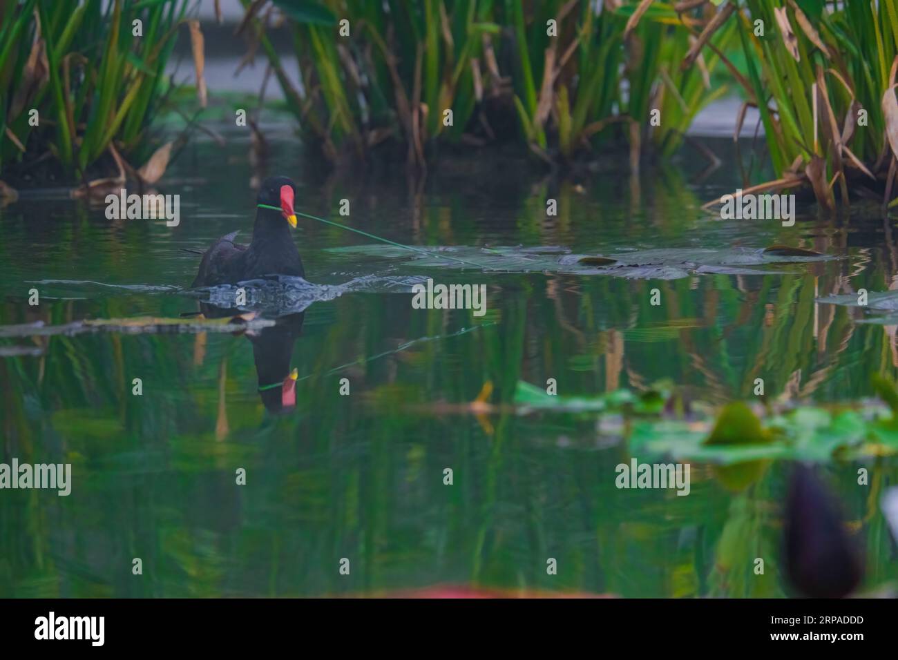 The Eurasian coot, Fulica atra, also known as the common coot, swims on ...
