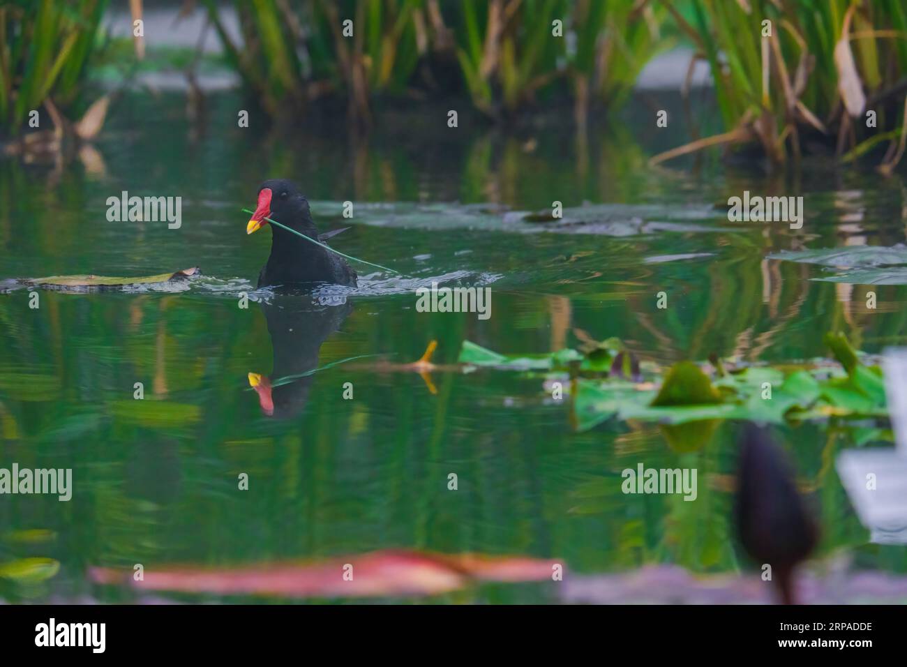The Eurasian coot, Fulica atra, also known as the common coot, swims on ...