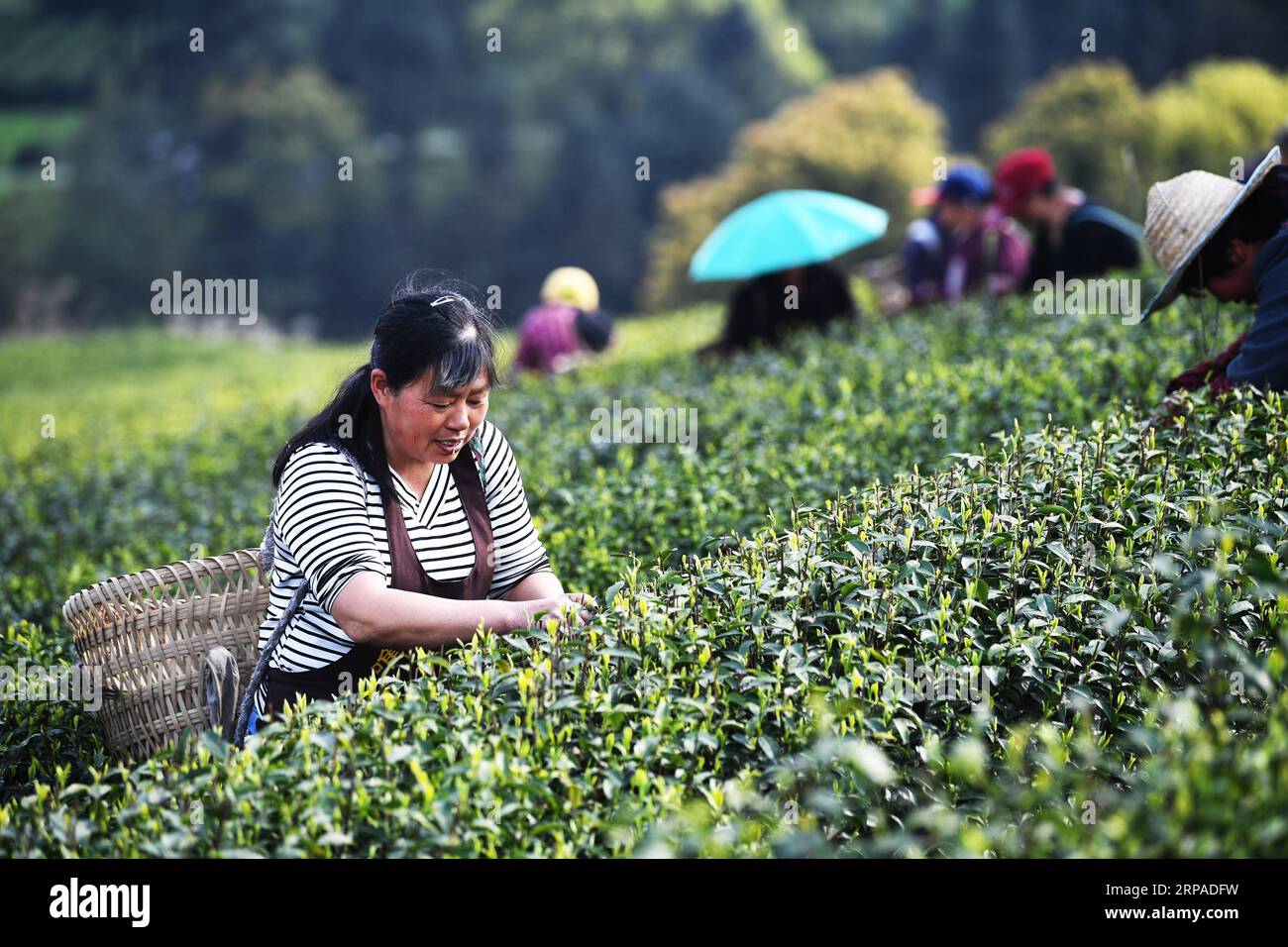 Farmers selling tea hi-res stock photography and images - Alamy