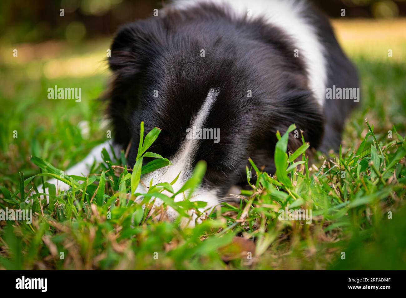 Border collie back hi-res stock photography and images - Alamy