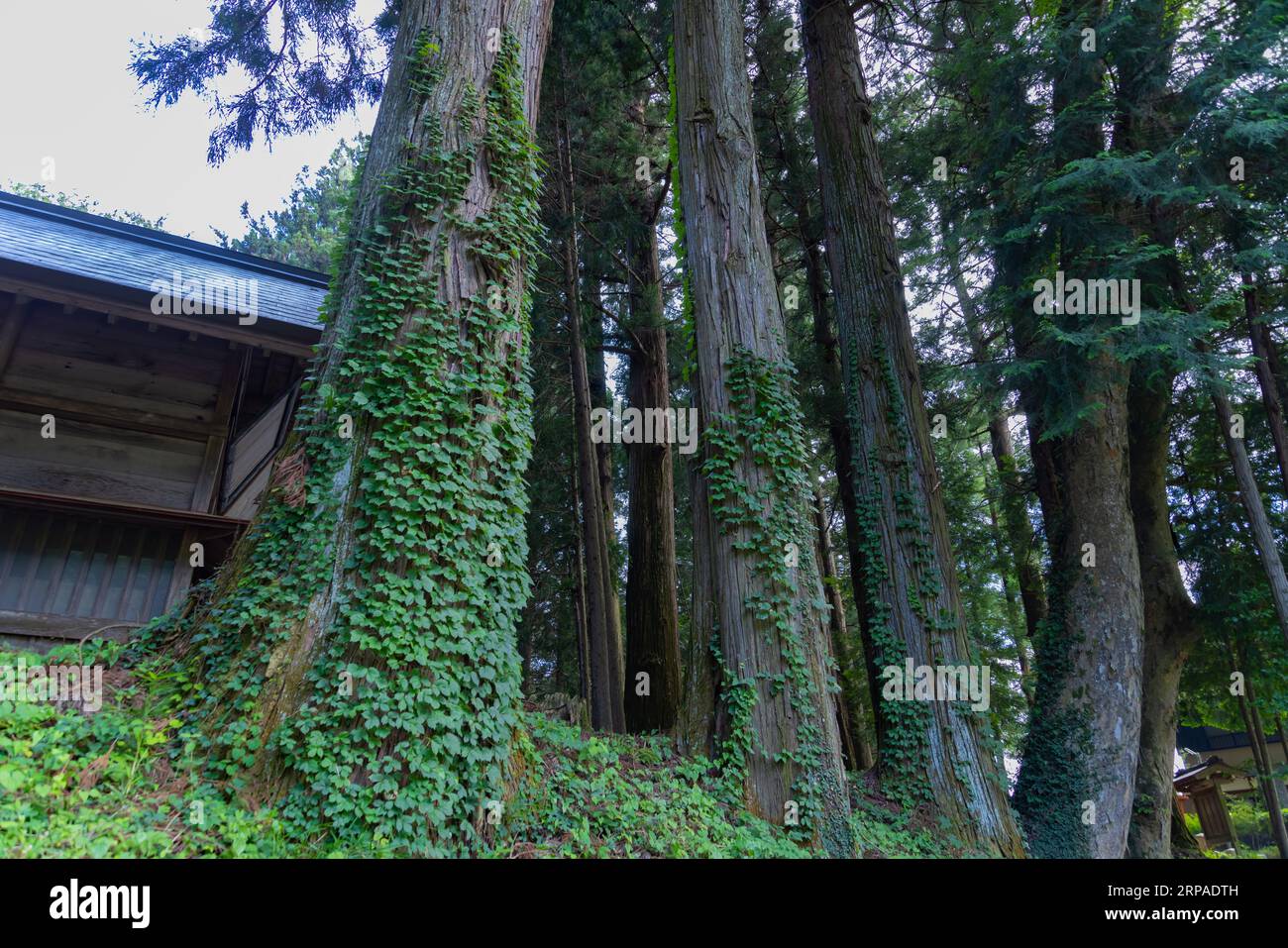 A beautiful tall cedar tree at the countryside in Japan telephoto shot ...