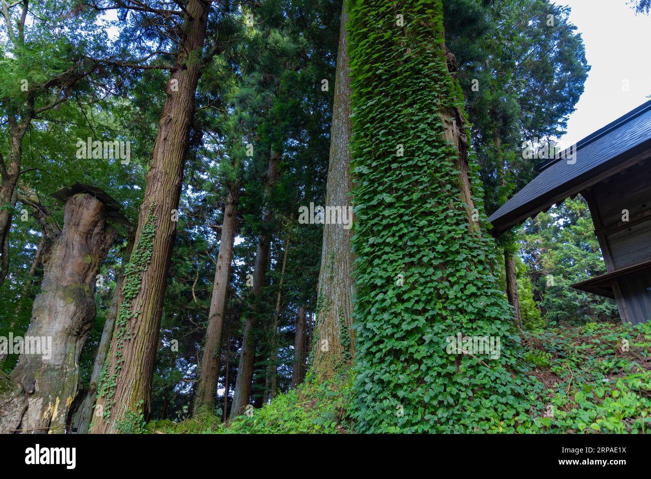 Beautiful tall cedar tree countryside hi-res stock photography and ...