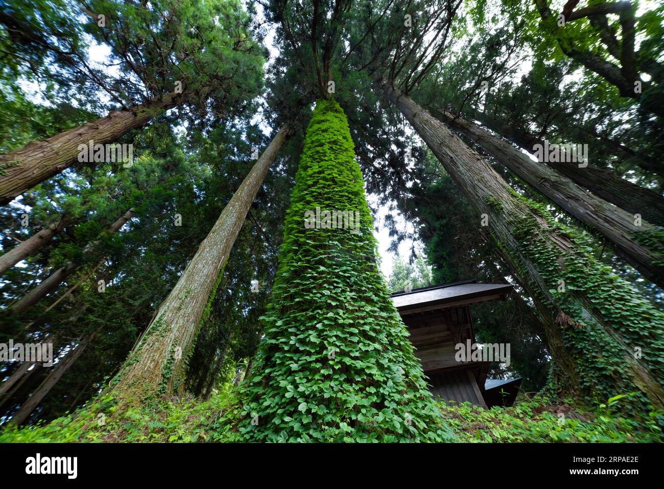 A beautiful tall cedar tree at the countryside in Japan low angle Stock ...