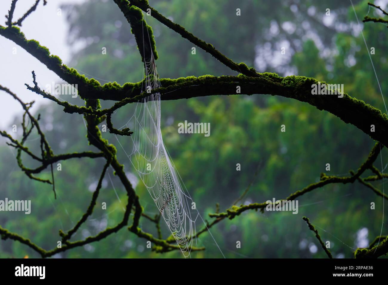 tiny spider net with water drops on a branch of a tree Stock Photo - Alamy