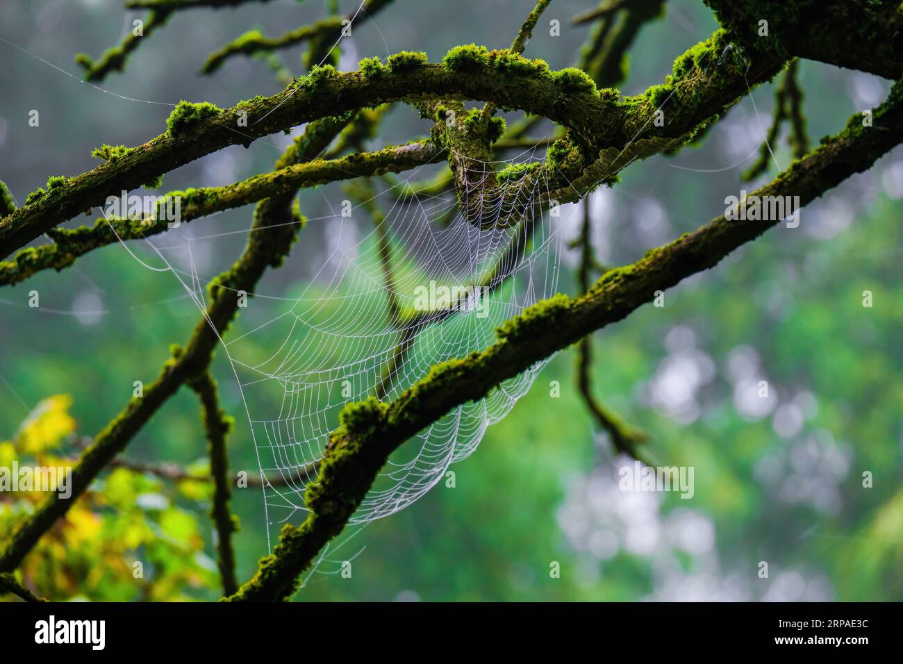 tiny spider net with water drops on a branch of a tree Stock Photo - Alamy