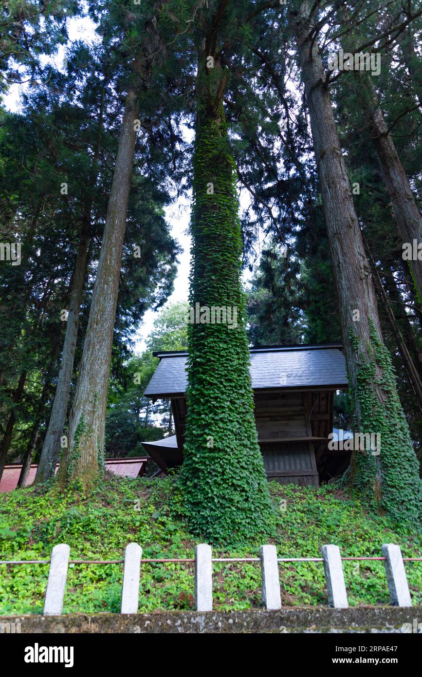 A beautiful tall cedar tree at the countryside in Japan Stock Photo - Alamy