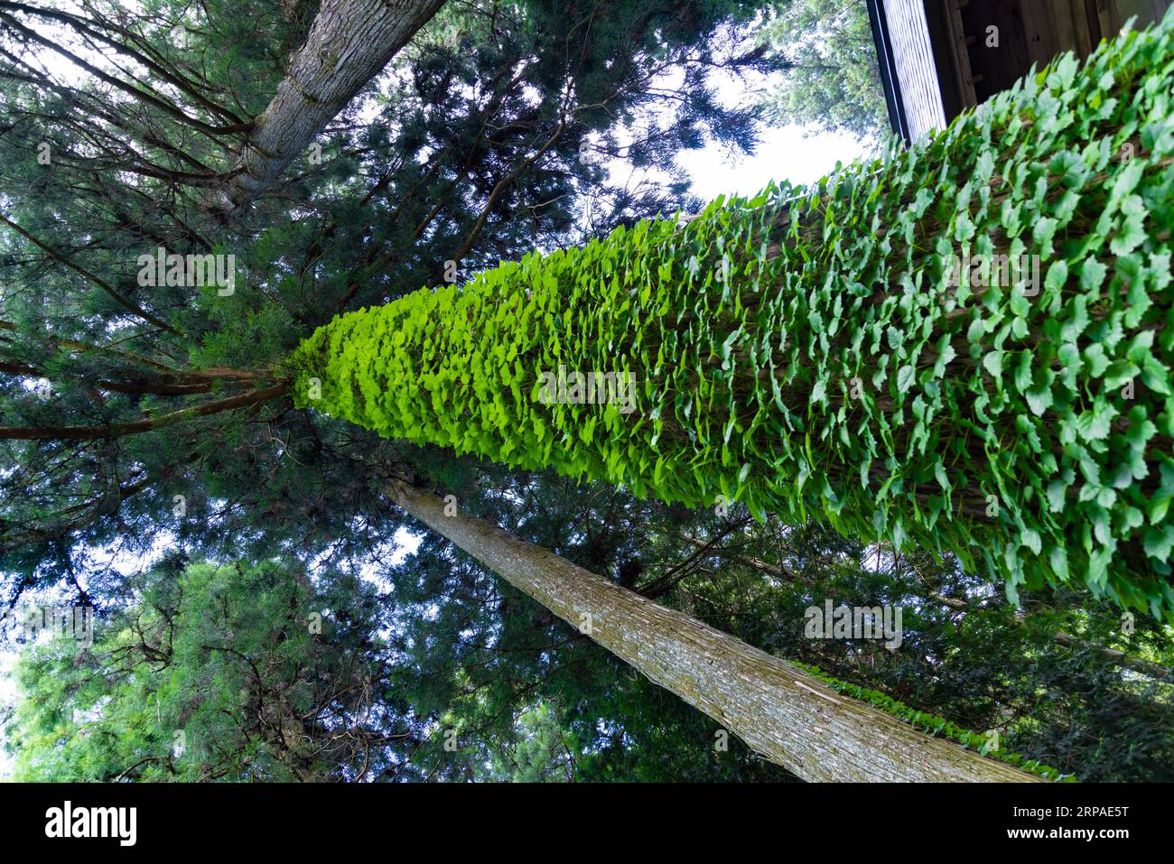Beautiful tall cedar tree countryside hi-res stock photography and ...
