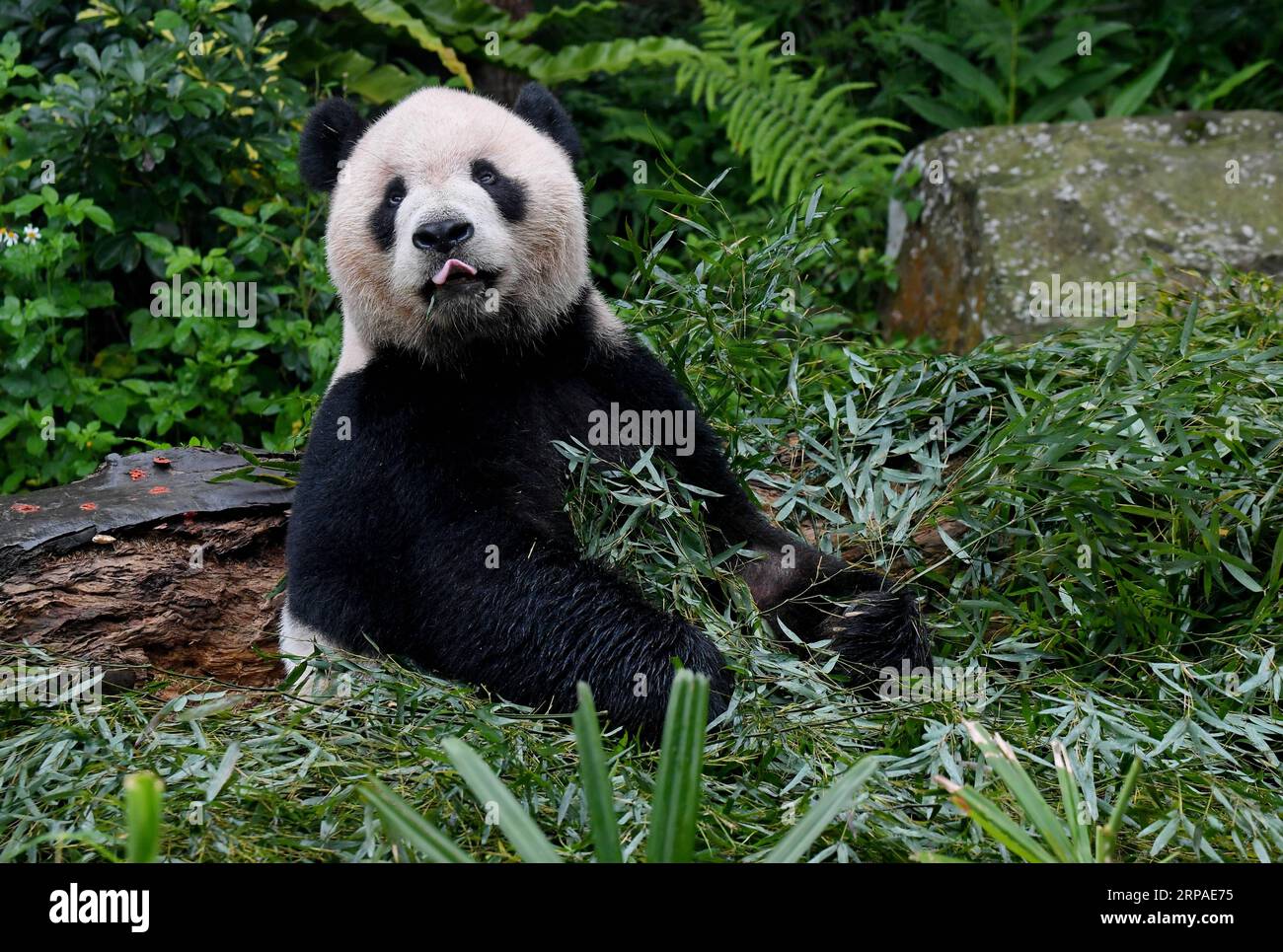 (190506) -- TAIPEI, May 6, 2019 (Xinhua) -- The giant panda Tuantuan ...