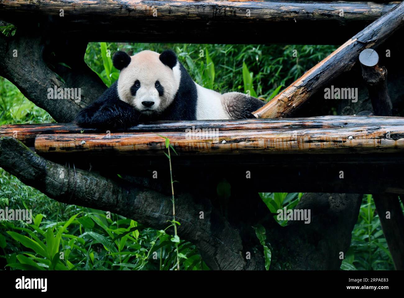 (190506) -- TAIPEI, May 6, 2019 (Xinhua) -- The giant panda Tuantuan ...