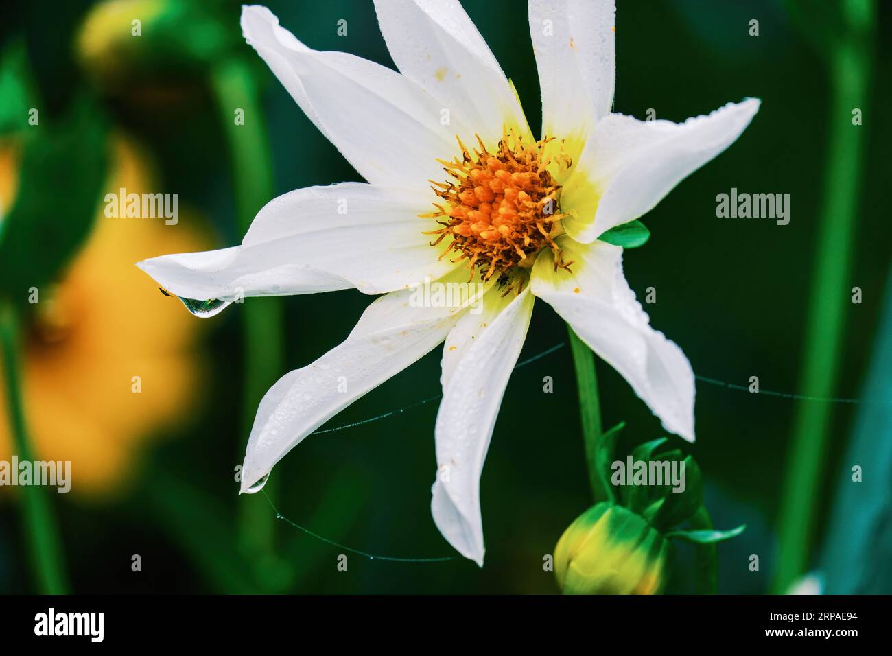 beautiful blossom flowers in the garden, bouquet, botanical Stock Photo ...
