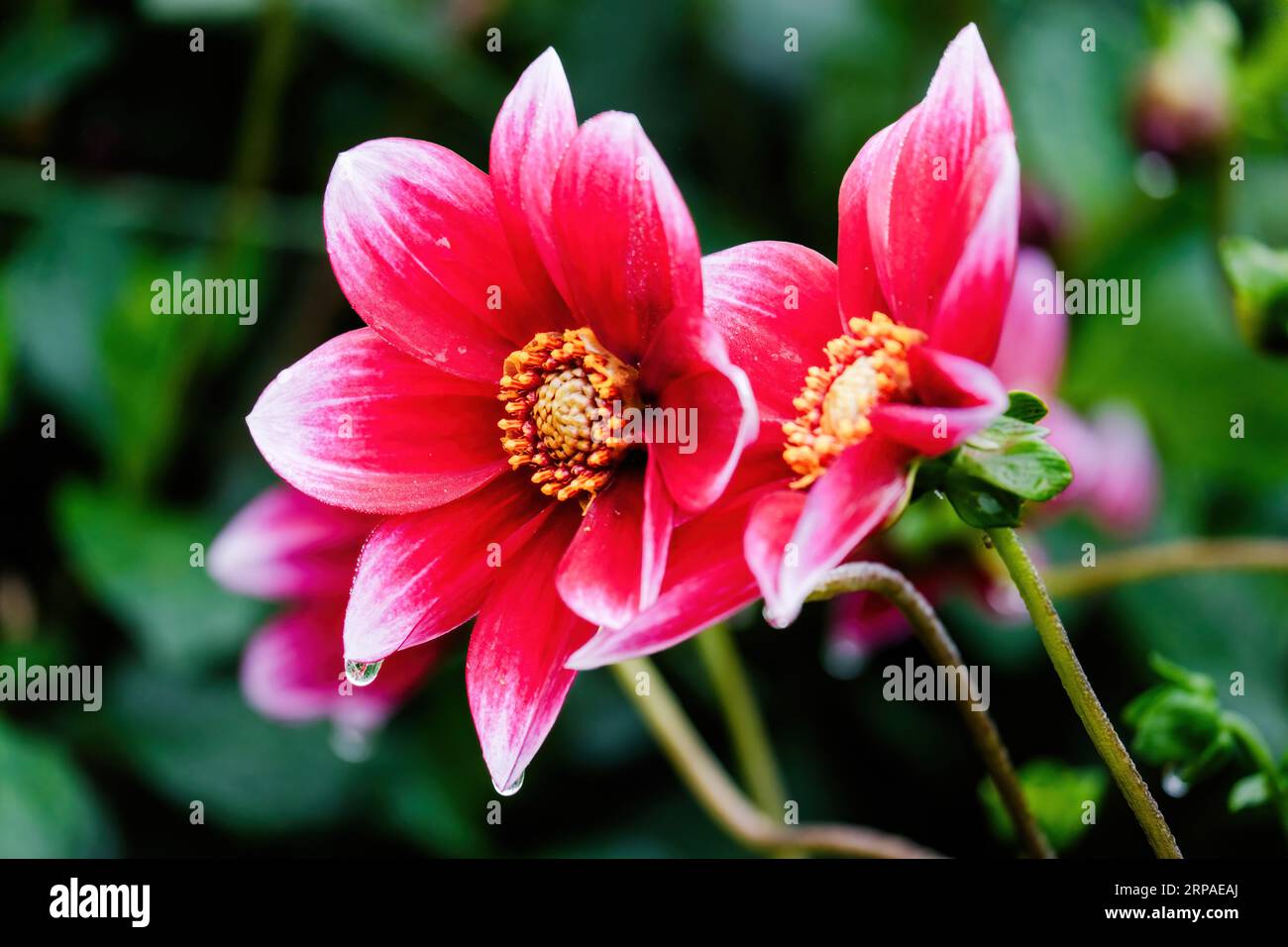 beautiful blossom flowers in the garden, bouquet, botanical Stock Photo ...