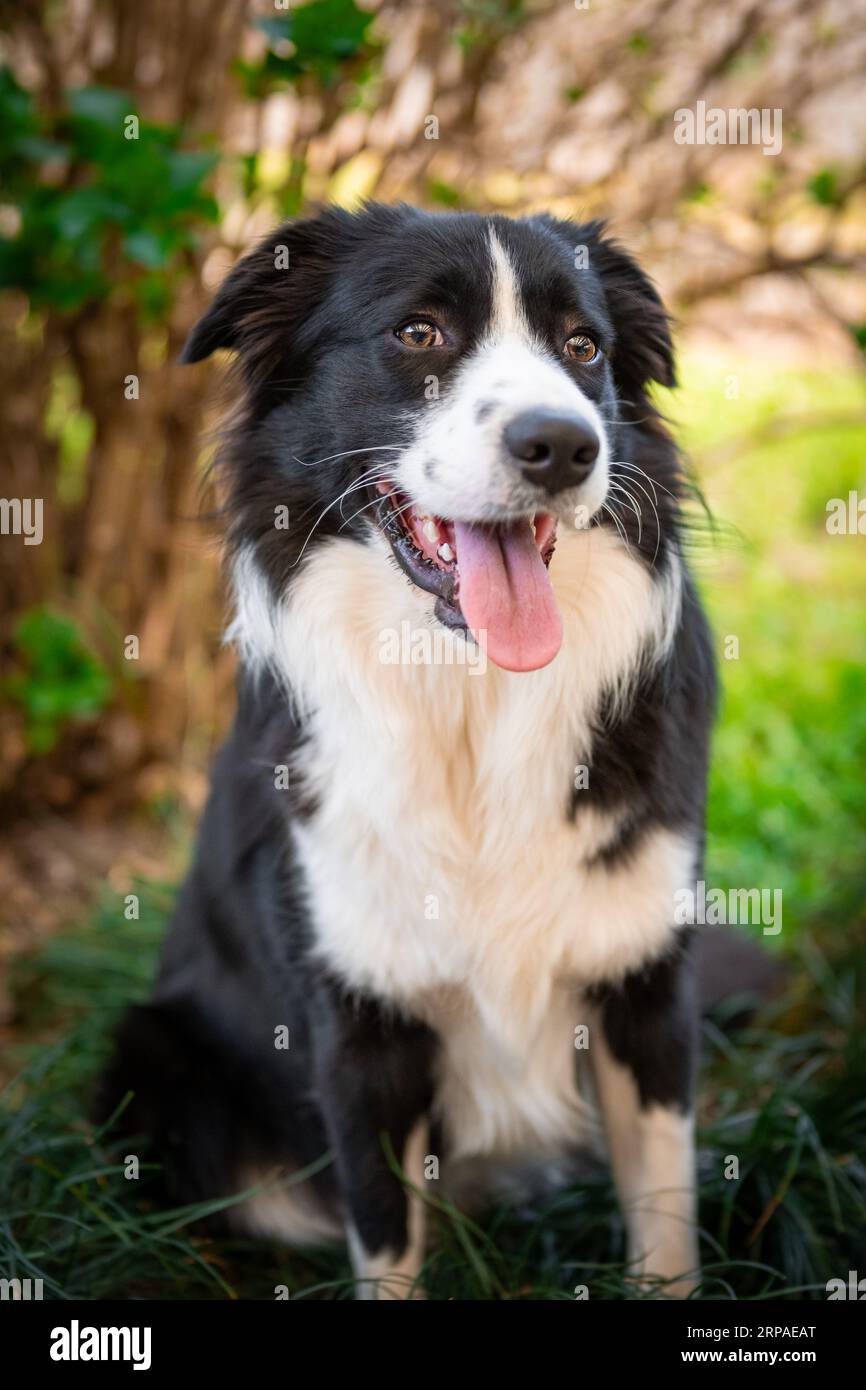 Portrait border collie sitting hi-res stock photography and images - Alamy