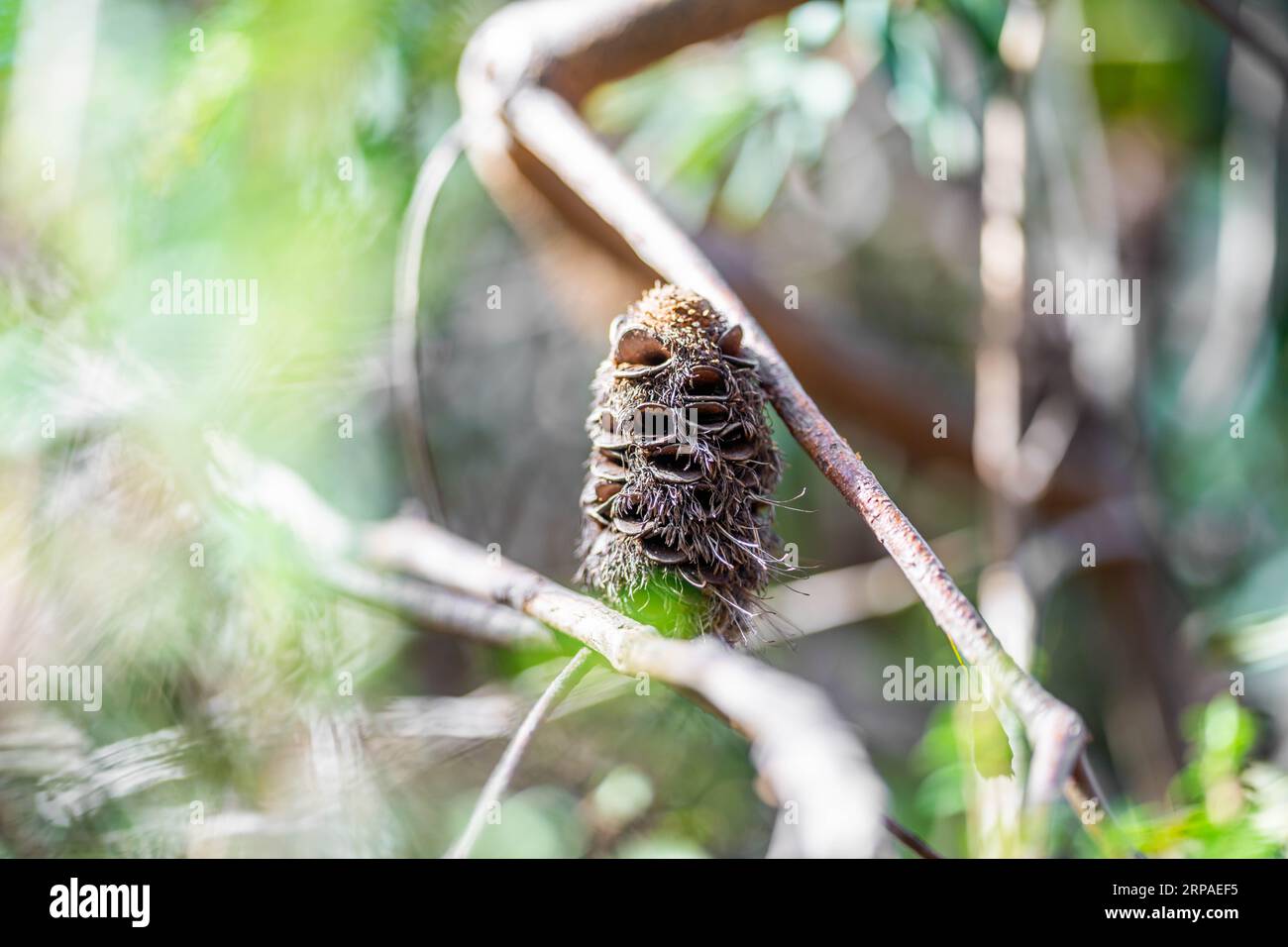 open Banksia seed pod flower in tasmania australia in summer Stock ...
