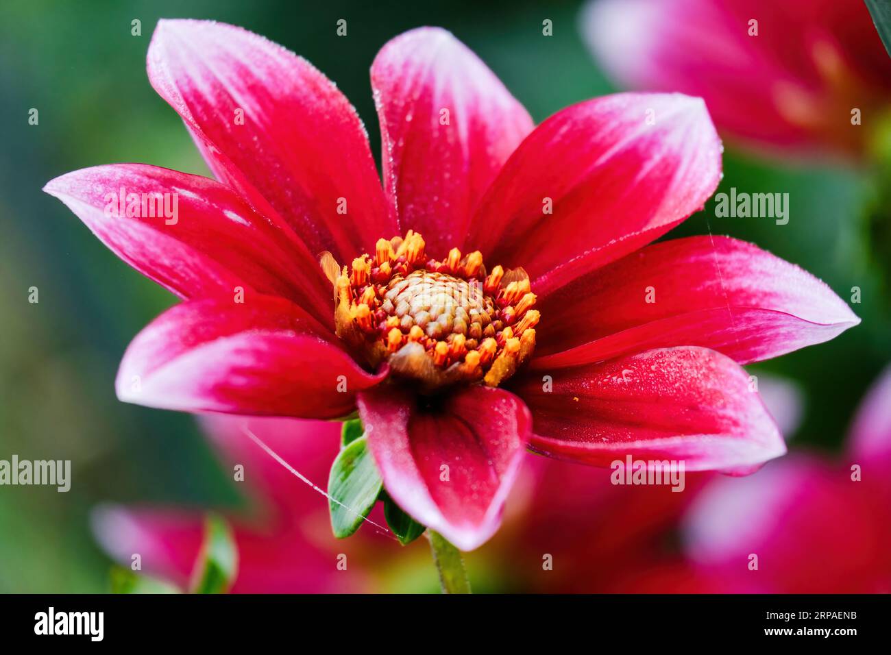 beautiful blossom flowers in the garden, bouquet, botanical Stock Photo ...