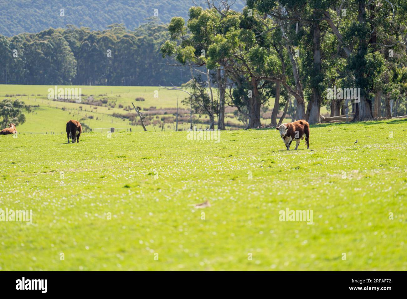organic, regenerative, sustainable agriculture farm producing stud ...