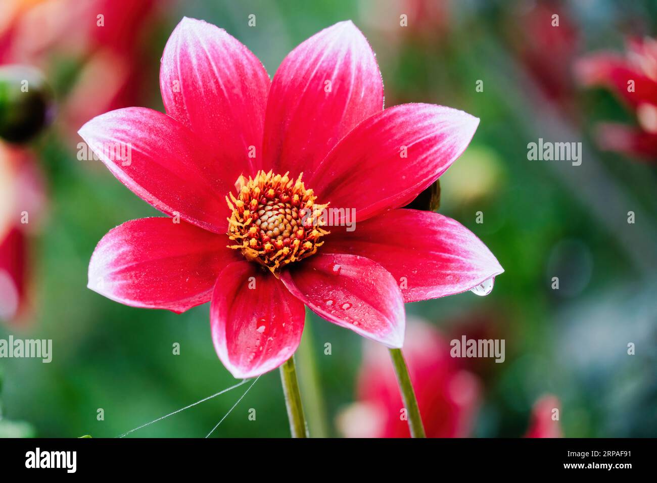 beautiful blossom flowers in the garden, bouquet, botanical Stock Photo ...