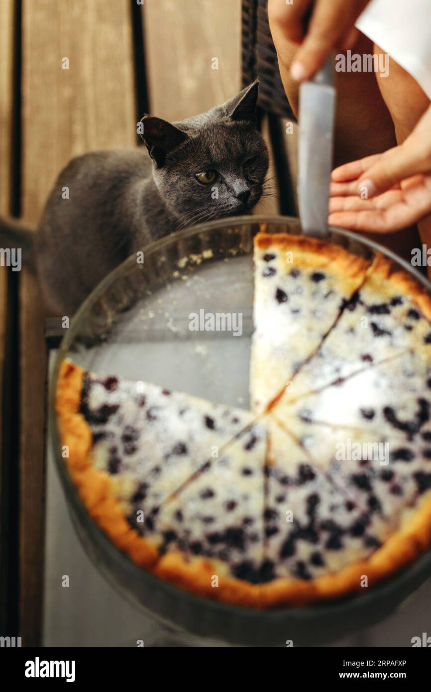 The gray cat looks attentively as the girl cuts the pie. Sharpness on ...