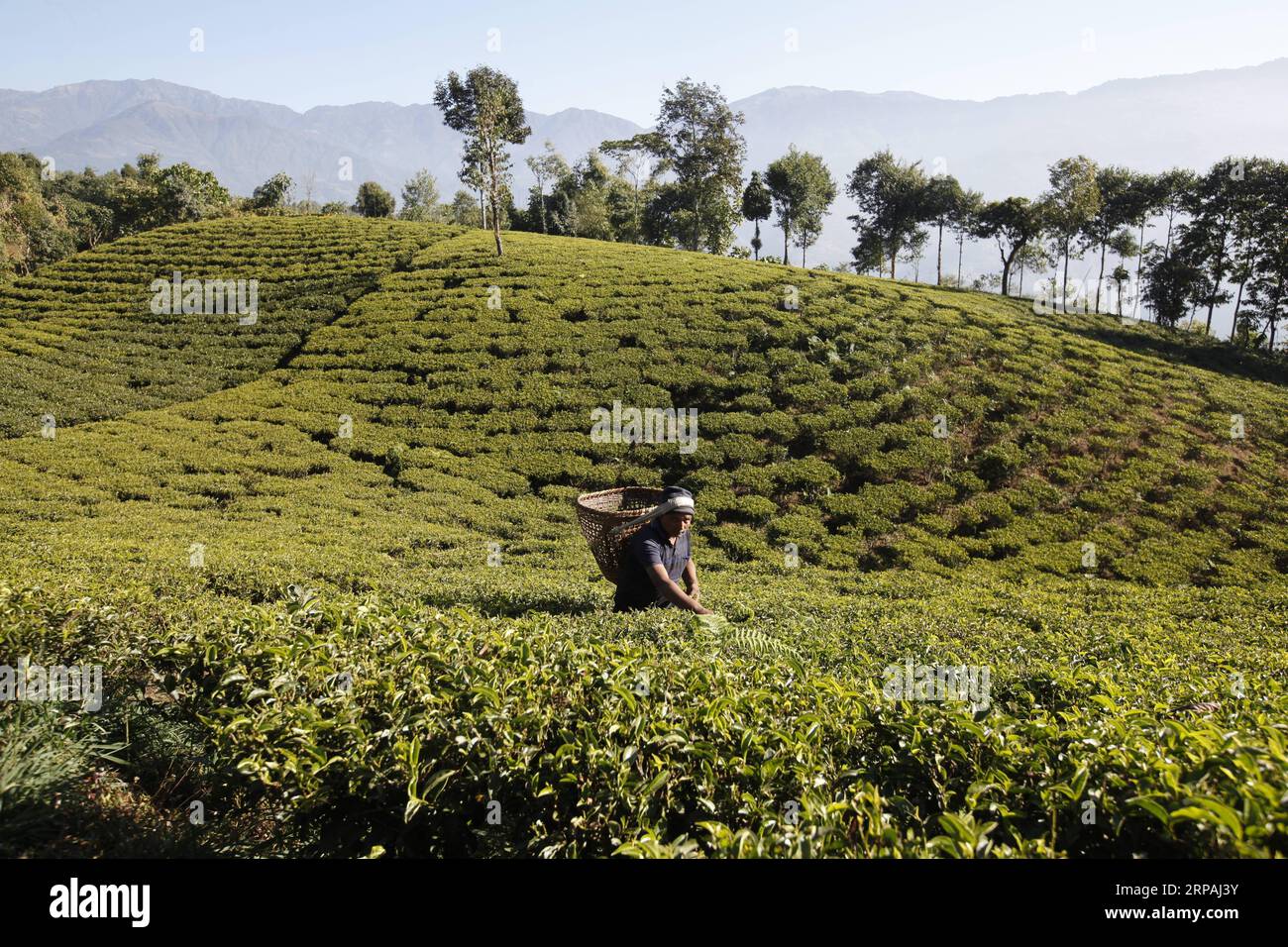 Tea in ilam nepal hi-res stock photography and images - Alamy