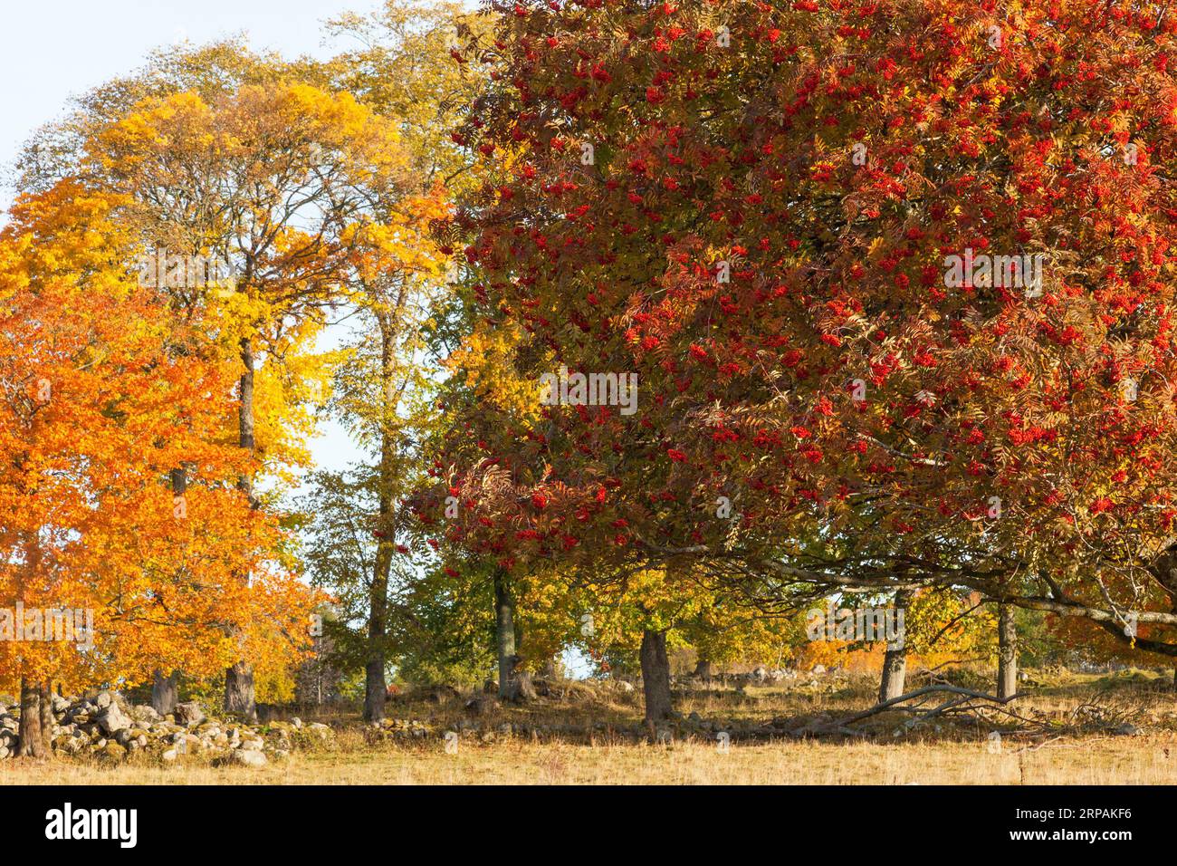 Rowan Trees with autumn colors in the pasture Stock Photo - Alamy