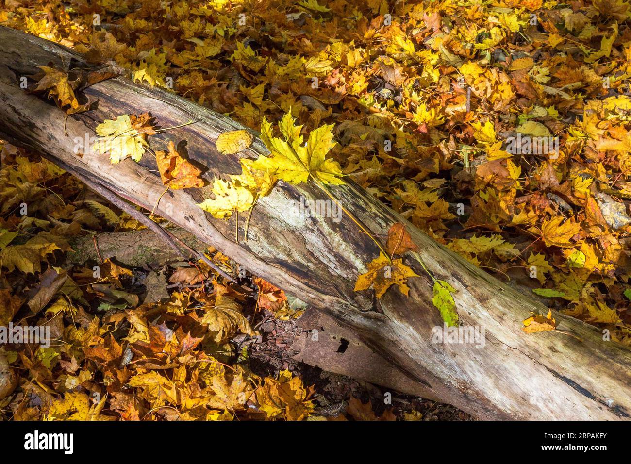 Maple leaves lying on a log in the forest with autumn colors Stock ...