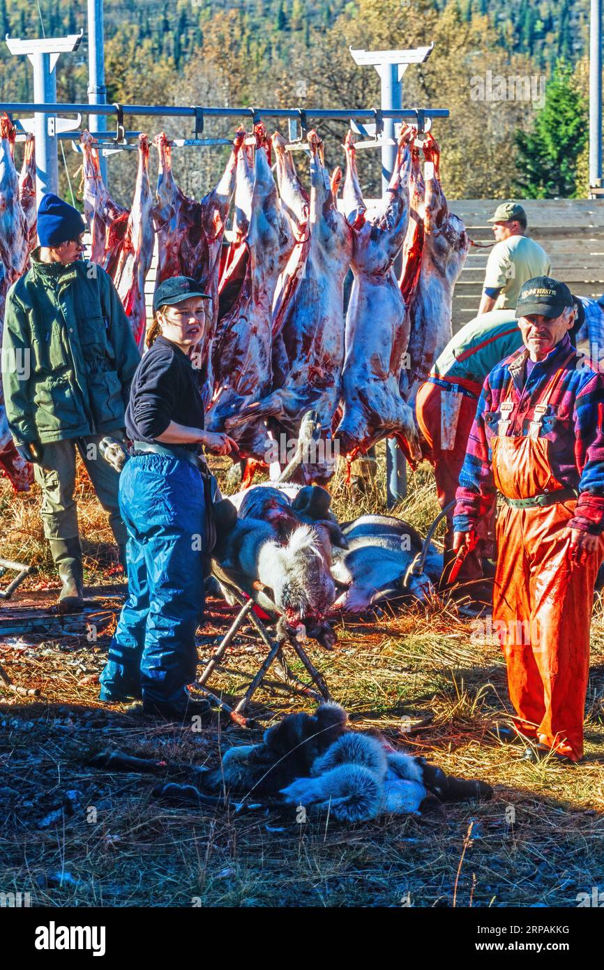 Swedish lapland reindeer herding hi-res stock photography and images ...